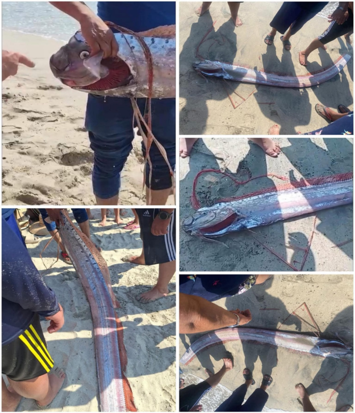 "Pez del ‘fin del mundo’ aparece en playas de Nayarit: mito y realidad ...